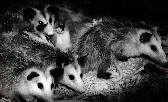 10 groups of Louisiana critters and what to call them | Archive | nola.com