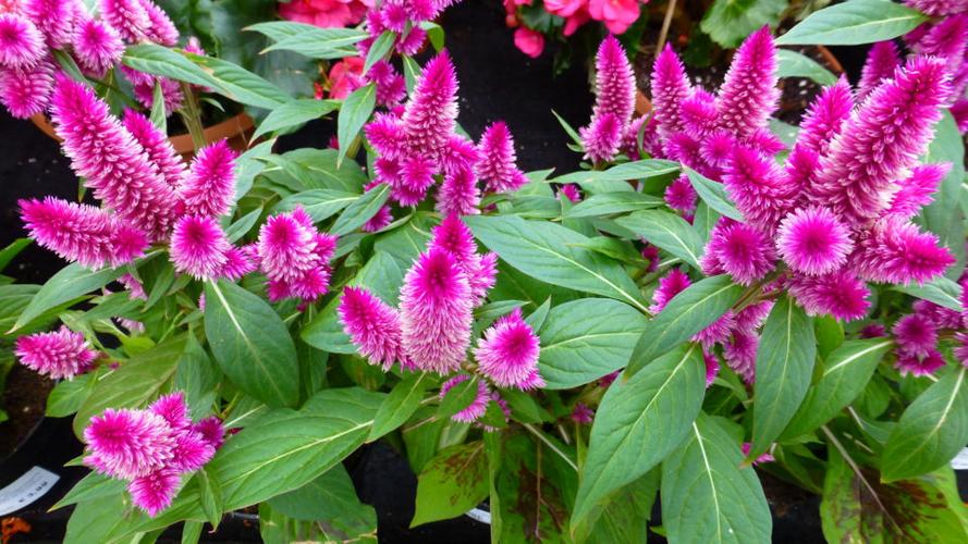 Meet the latest Louisiana Super Plant: Intenz Classic celosia, a ...