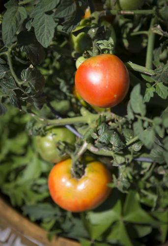 Get free trees at NOLA Tree Project giveaway: 12 gardening events not ...