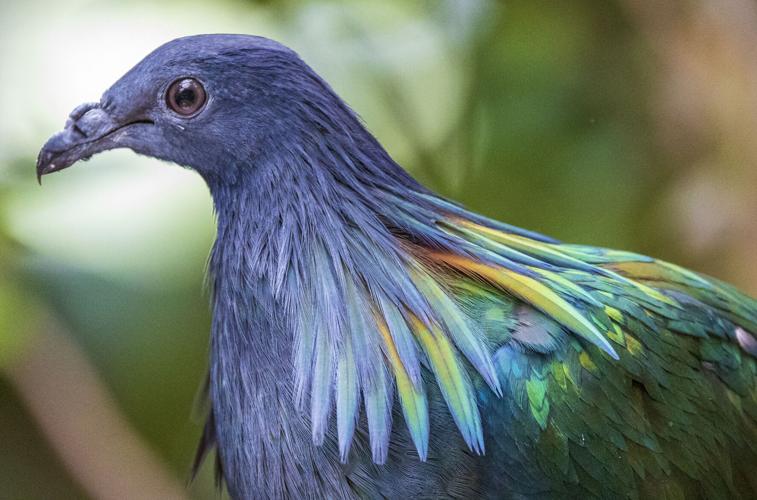 Audubon Zoo opening an immersive exhibit with 70 rare birds ...