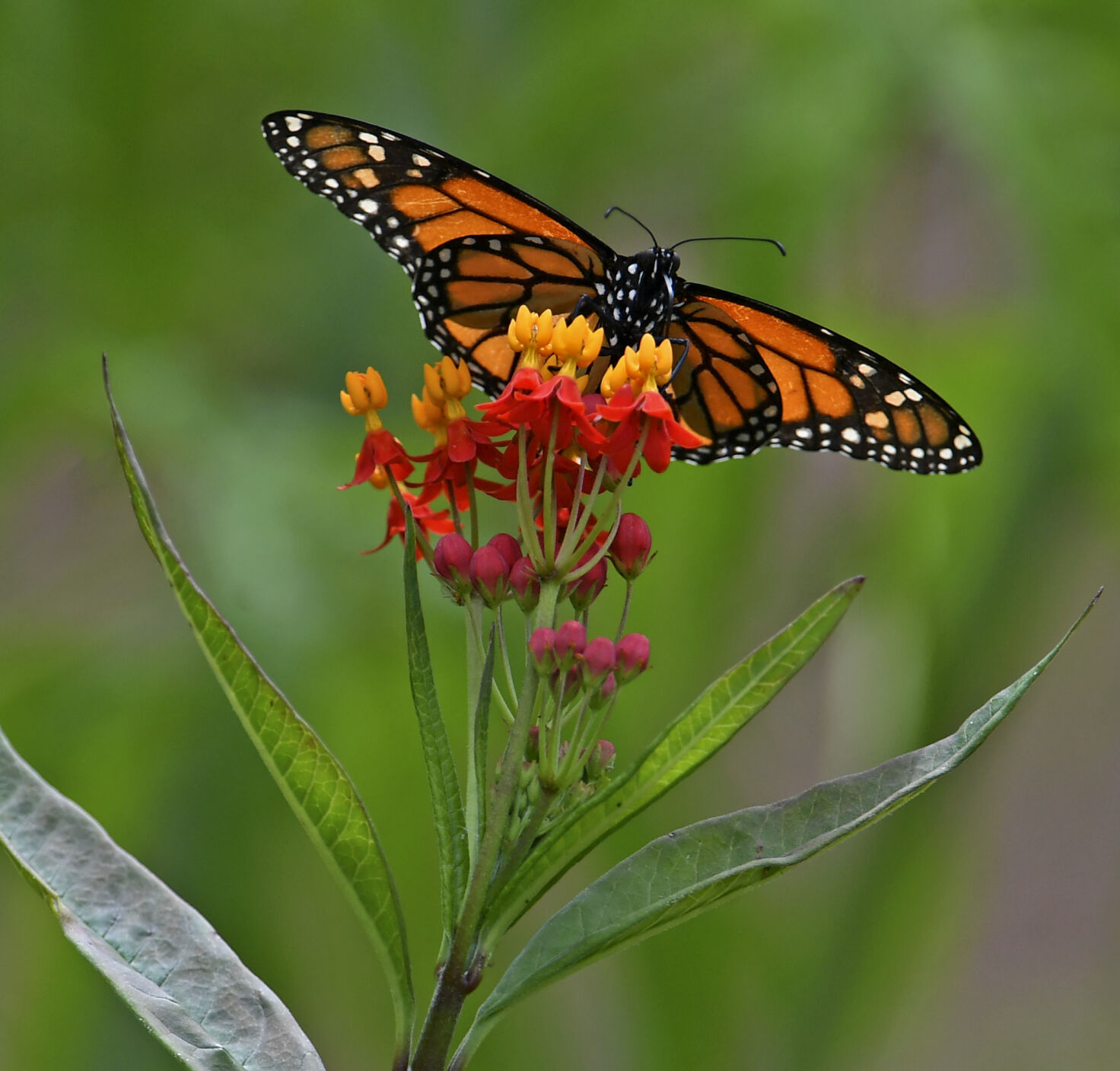 Monarch butterfly populations nearly double in 2025 | Home/Garden ...