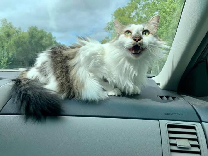 Meet the evacu-cats: Readers share pictures of angry meows in flight ...