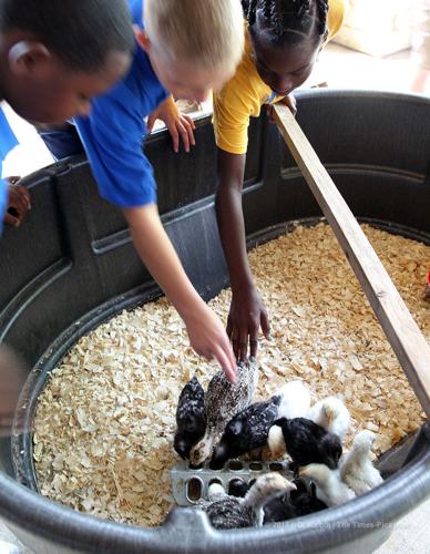 LSU AgCenter hosts AgMagic on the River at Docville Farm | Education ...