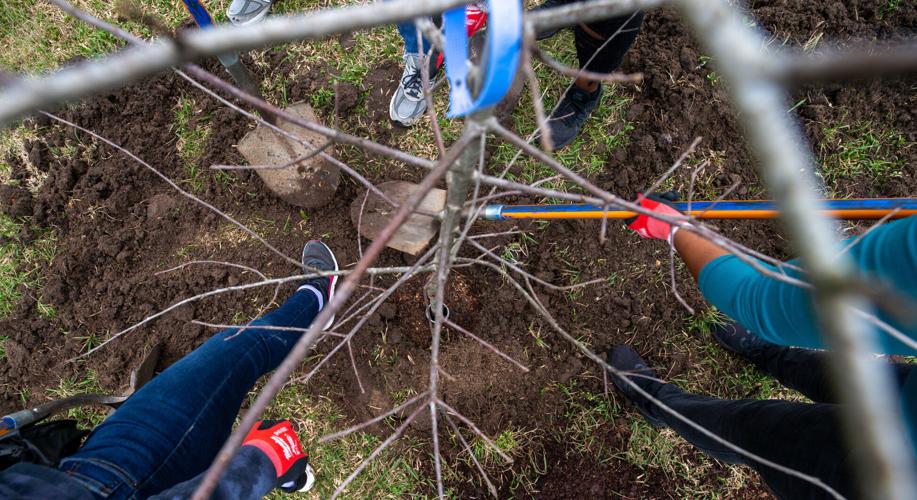 New Orleans tree planting efforts fall short of other cities ...