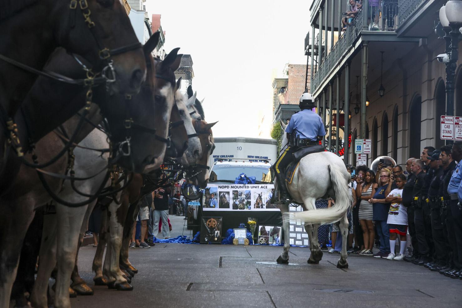 Photos, videos: Ace the New Orleans police horse dances, patrols, plays ...