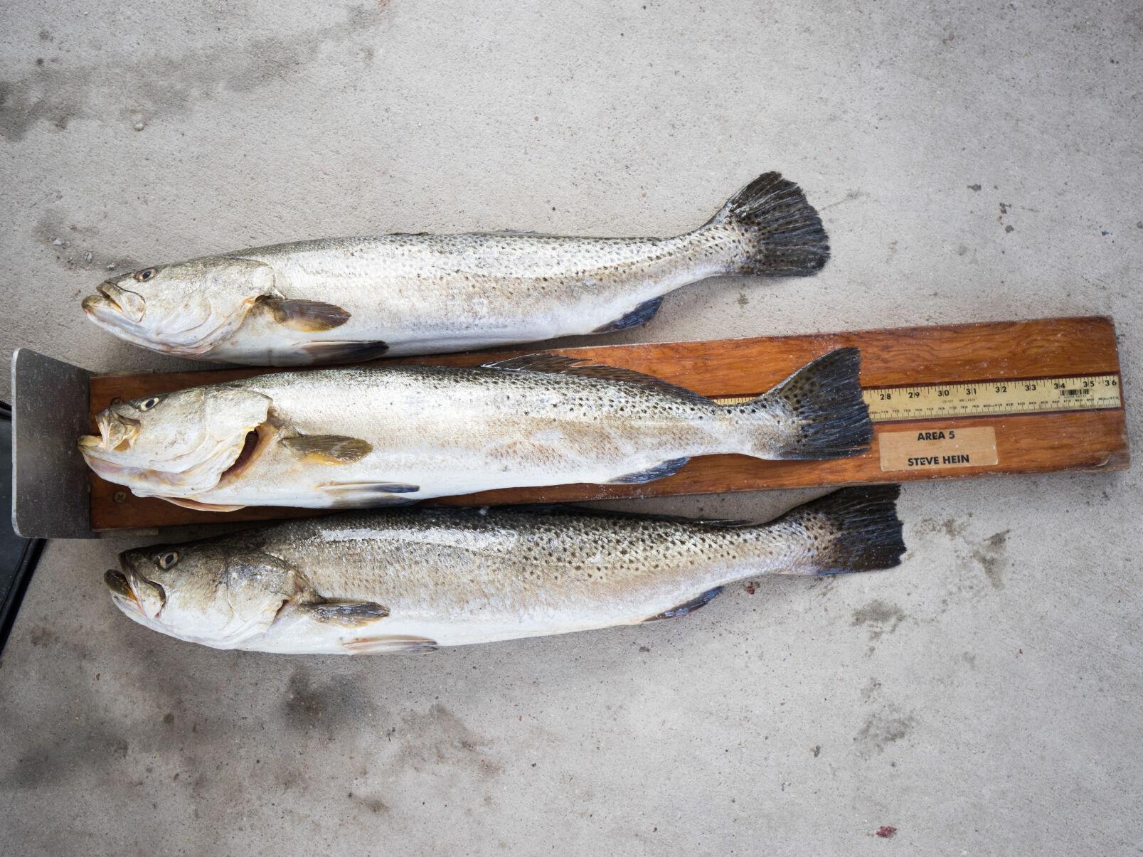 gray trout size limit