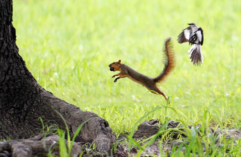 Want to know the best place to look for birds and be happier ...