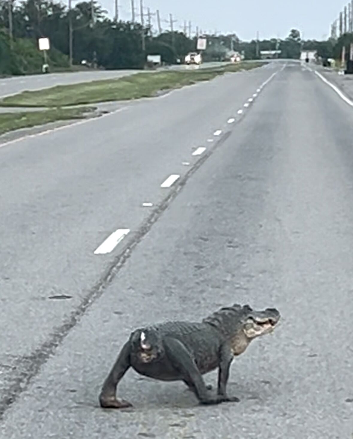 An alligator without a tail spotted near New Orleans LA | Entertainment ...