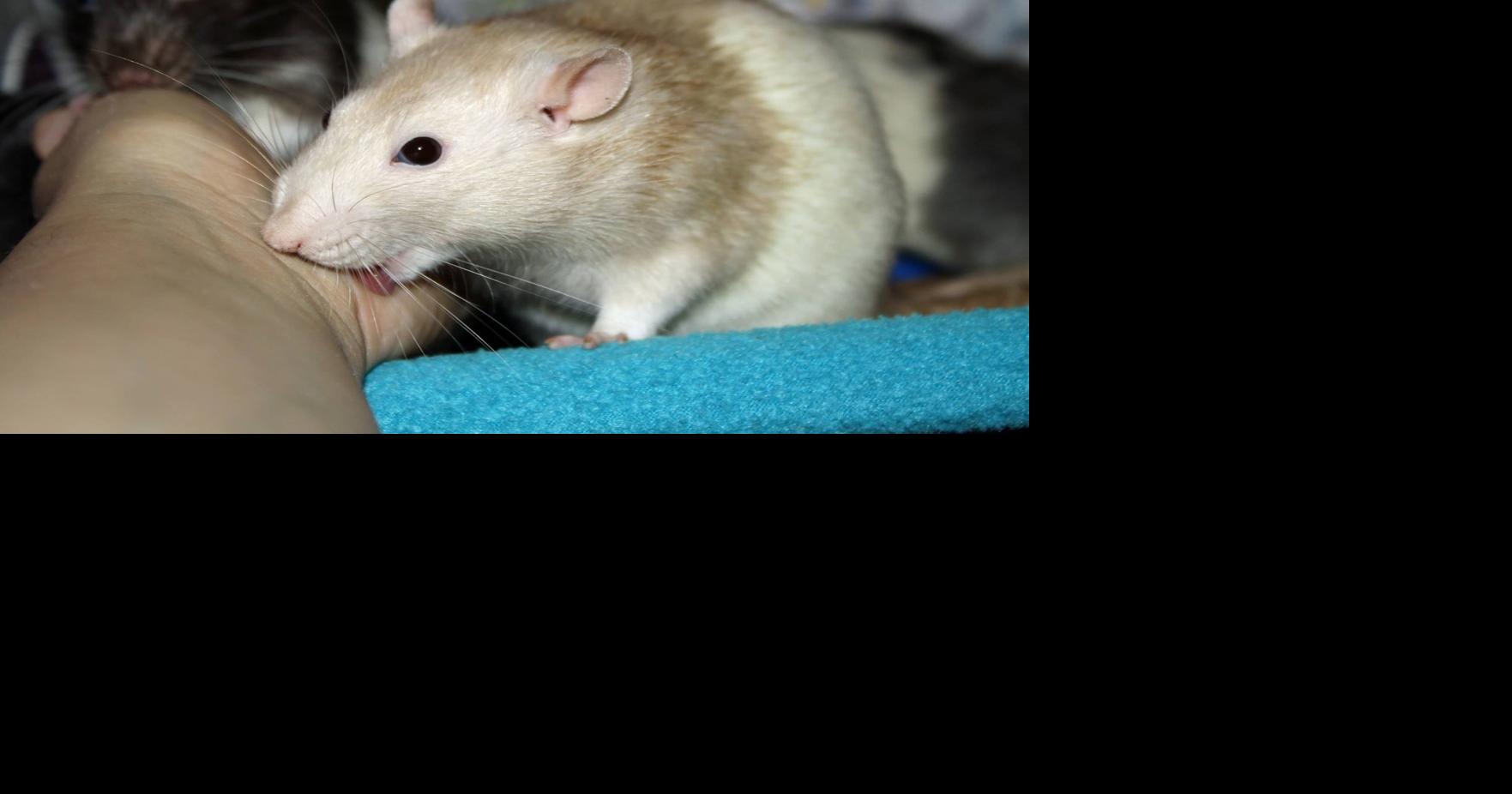 Meet the woman who rescues Louisiana rats | The Latest | Gambit Weekly ...