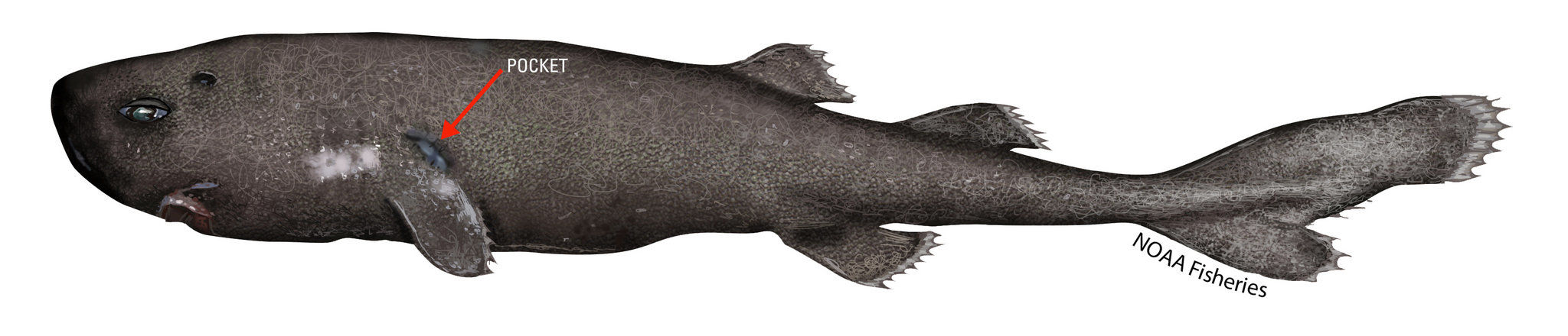 Pocket shark returns to Tulane, after moment in national spotlight ...