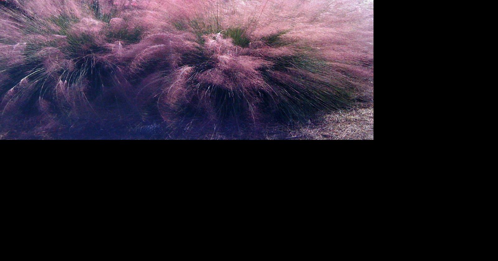 Tall, graceful and often colorful, ornamental grasses make appealing ...