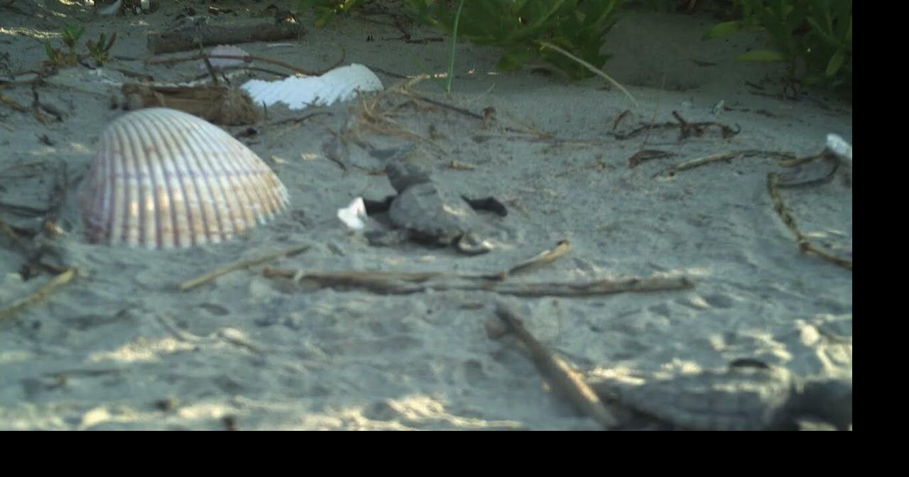 Kemp's Ridley hatchling turtles walk from nest to Gulf of Mexico ...