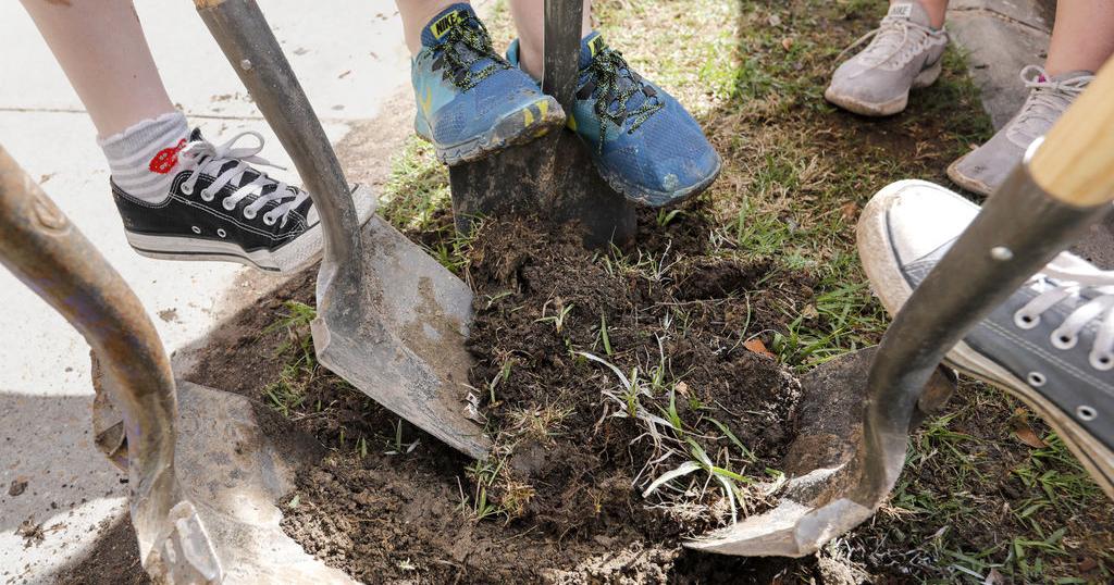 How to care for a damaged tree trunk | Home/Garden | nola.com