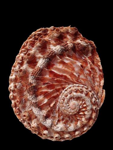 Paintings and the seashells that inspired them on display at Baton ...