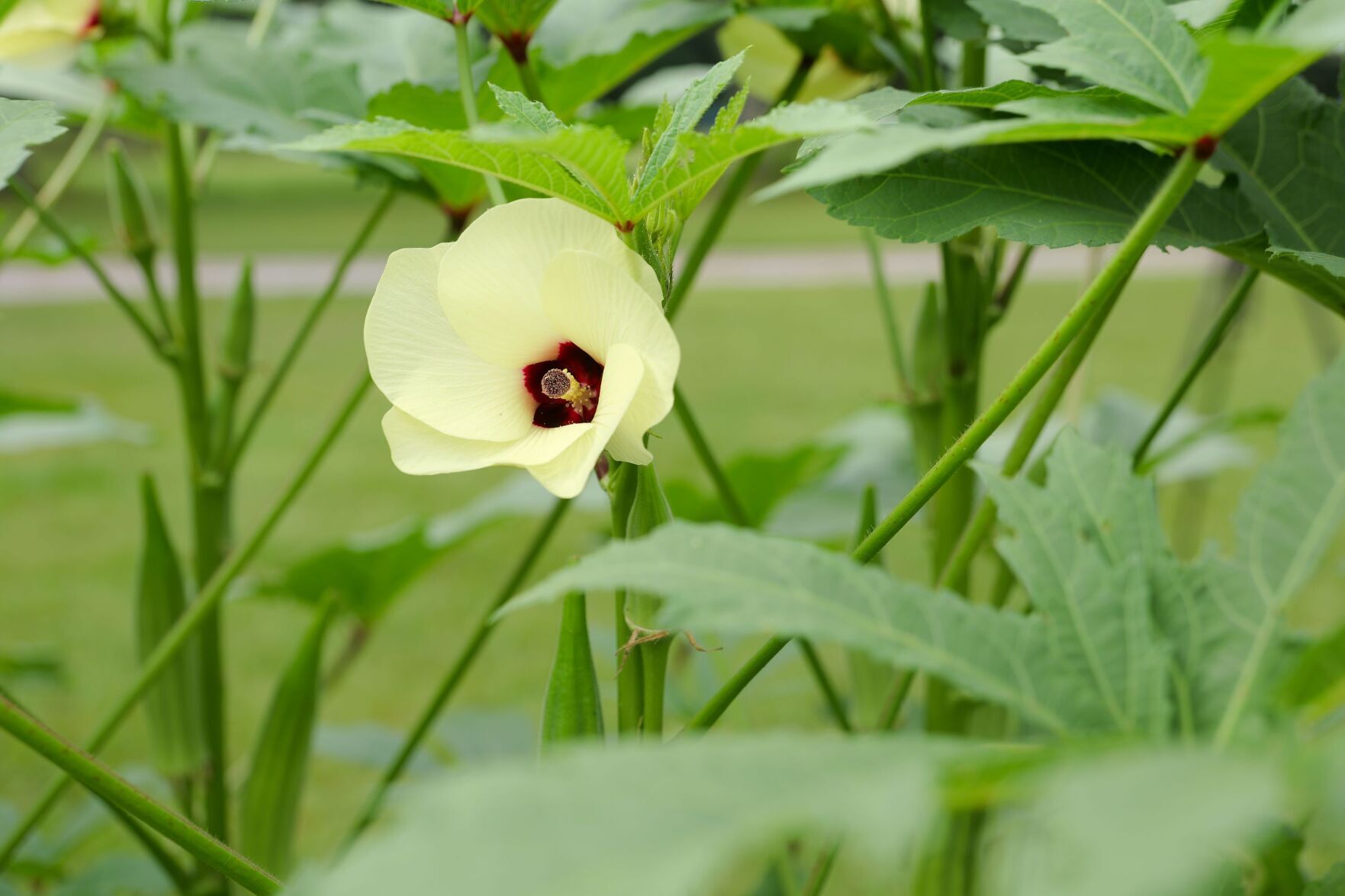 LSU AgCenter says to pick easy-to-grow okra early and often ...