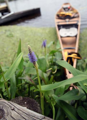 Pirogue races slice through Bayou Liberty waters | Archive | nola.com