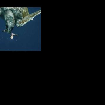 Edible 6-pack rings provide safe snack for ocean life | Environment ...