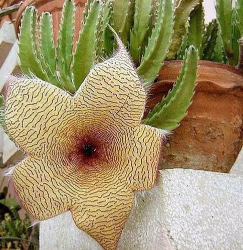 Dan Gill's mailbag: What is this weird, beautiful succulent that smells ...