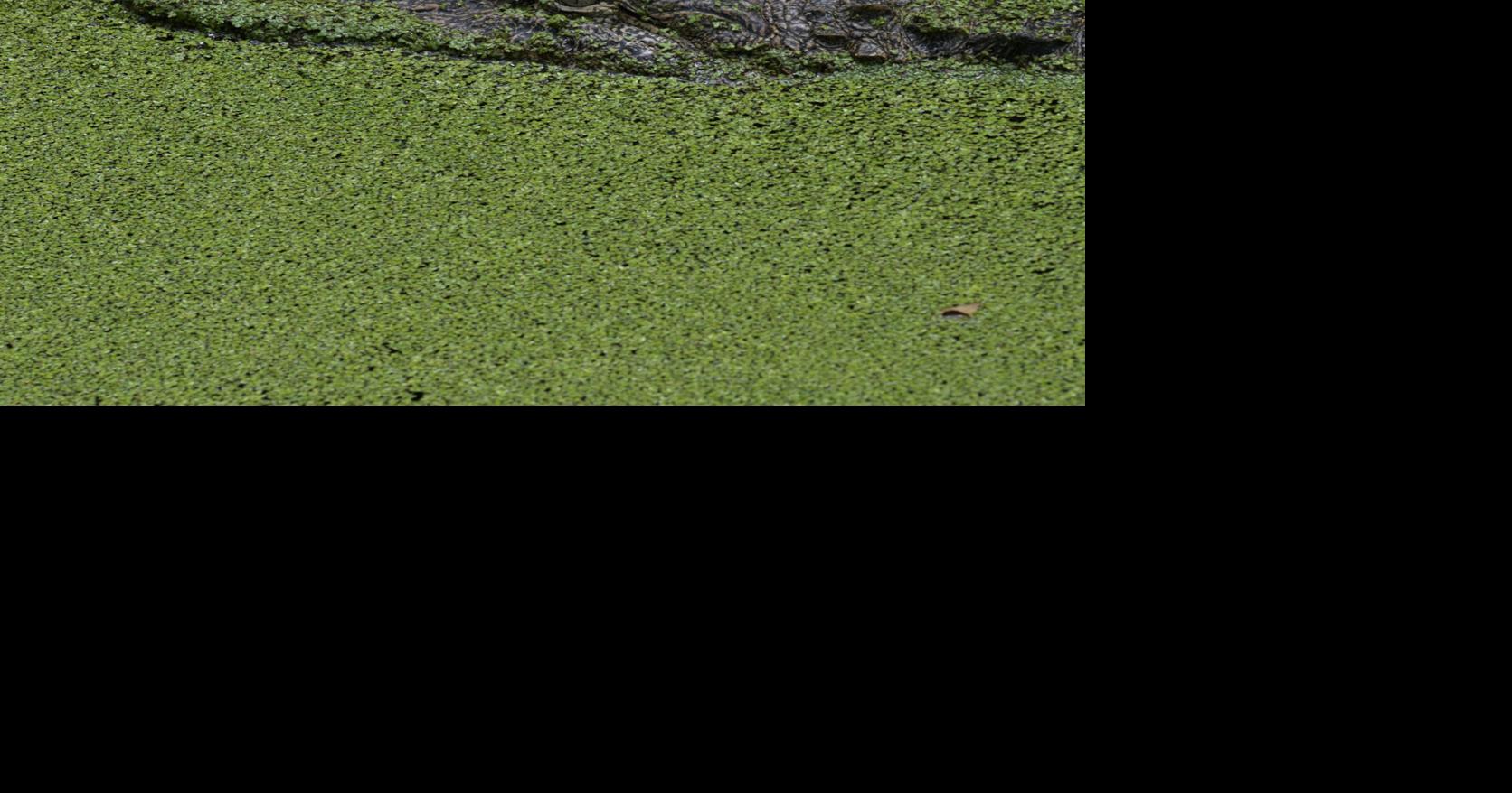 Watch: 10-foot alligator seen swimming in Hurricane Sally floodwaters ...