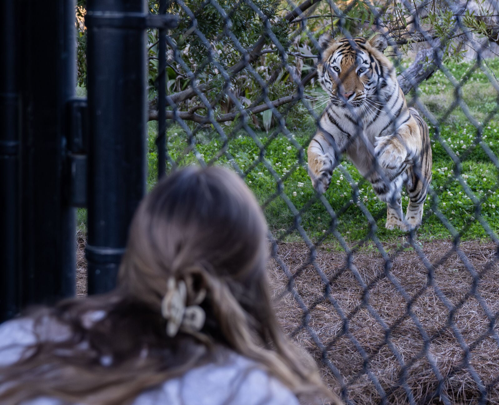 What it takes to care for LSU’s live tiger mascot Mike VII | Education ...