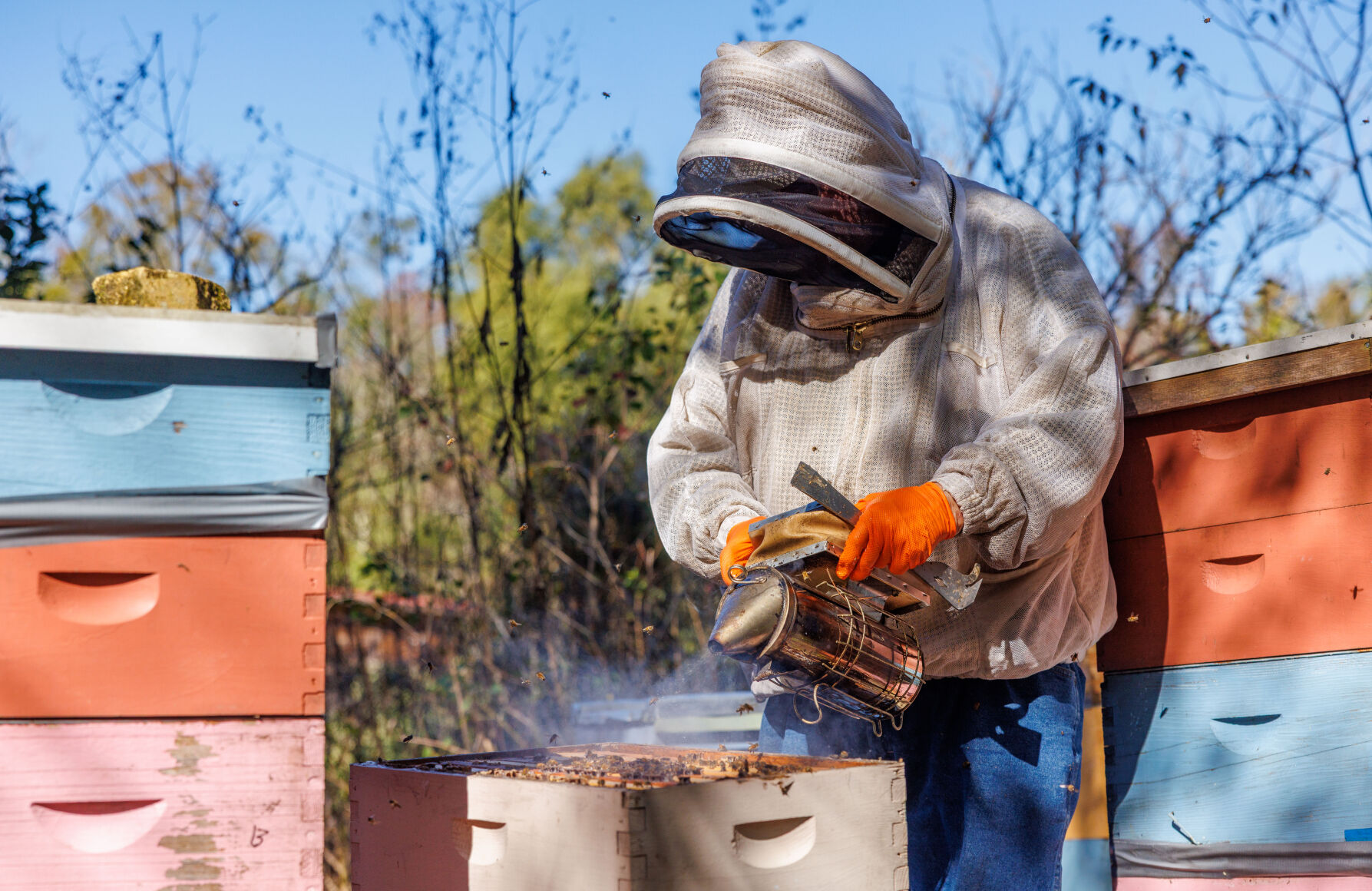 NO.beesversustallow.adv.0178.jpg | | nola.com