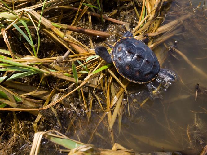 Shell game: researchers release 21 diamondback terrapins hatched from ...