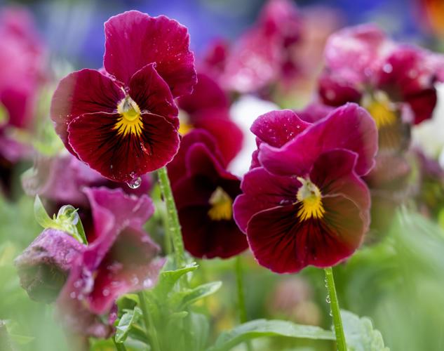 Two related flowers are great for fall: Pansies and violas | Home ...
