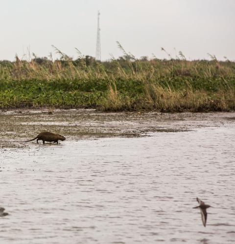 Nutria bounty (yes, the nutria bounty) in Louisiana rises after 'uptake ...