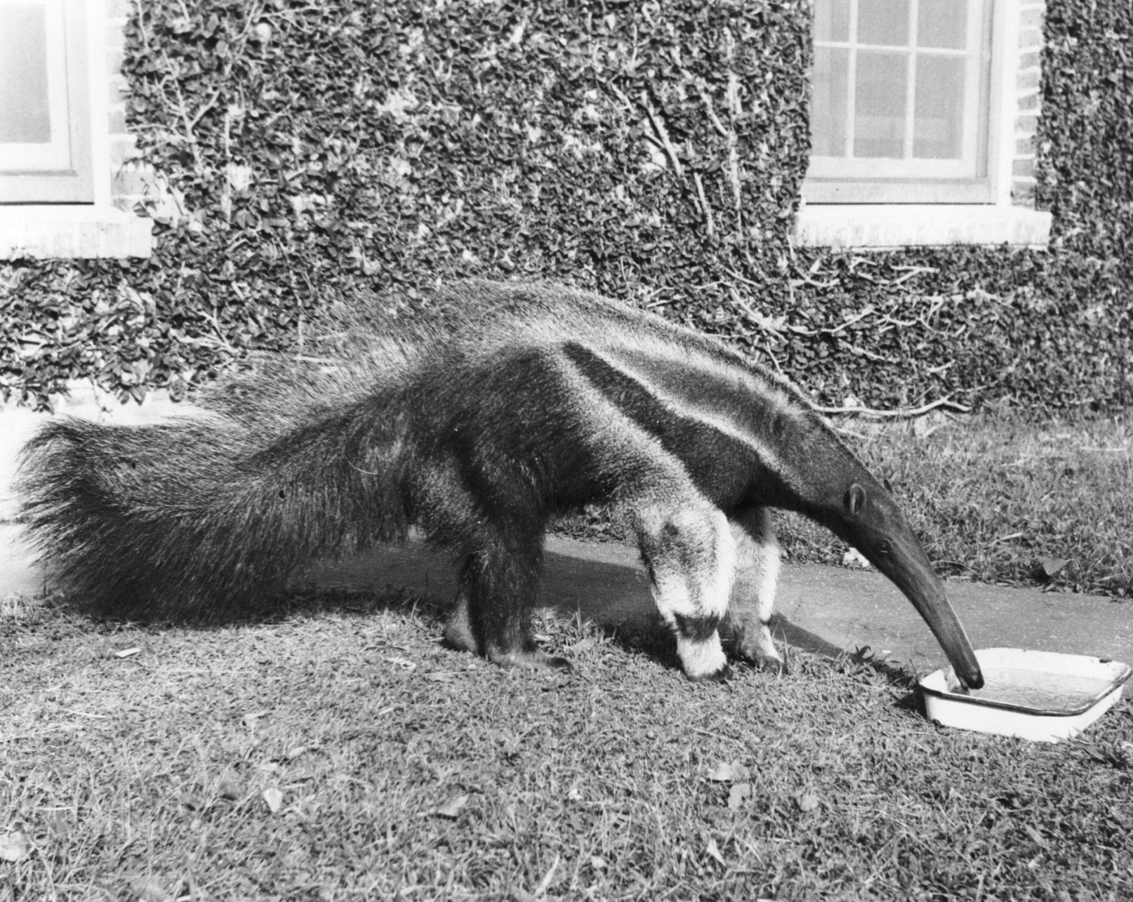 Animal attraction: How the Audubon Zoo got started | 300 for 300 | nola.com