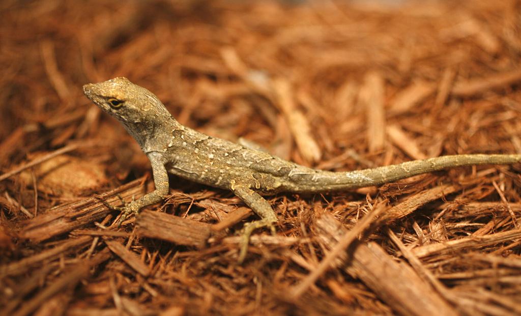 brown anole lizard
