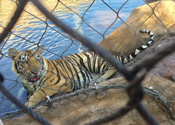 Photos: First look at LSU's newest live tiger mascot, Mike VII ...