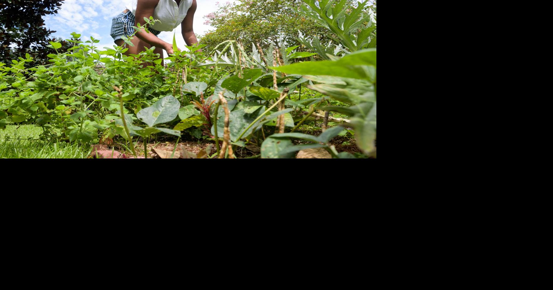Herbs and vegetables of the African diaspora grow at Longue Vue, with ...