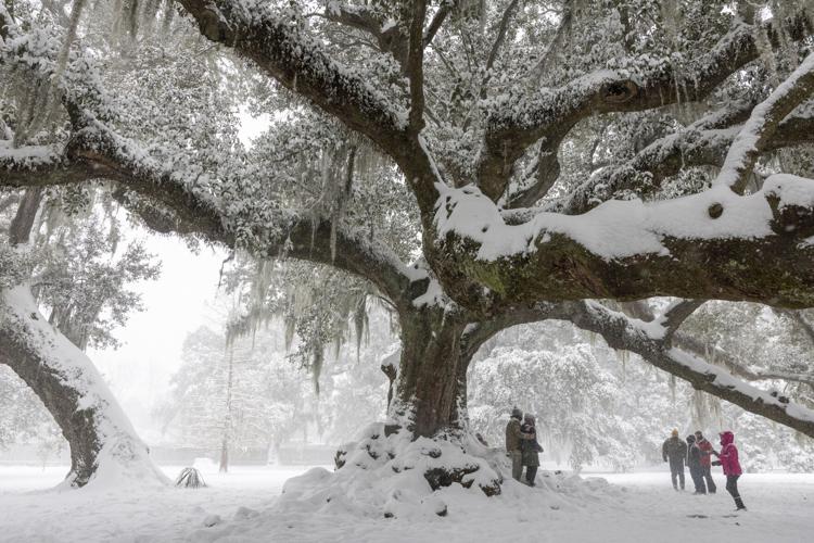 oak tree snow