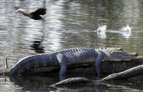 Louisiana State Reptile