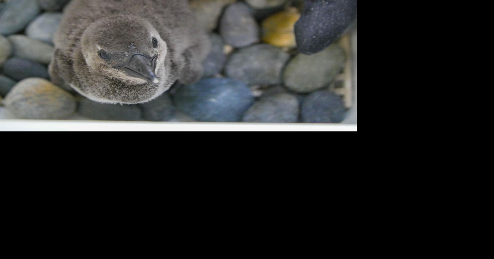baby penguin hatched at Audubon Aquarium | Entertainment/Life | nola.com