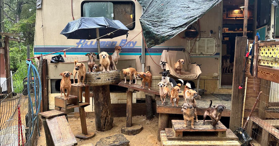 Zeus' Rescues saves about 100 dogs from Louisiana home | News | nola.com