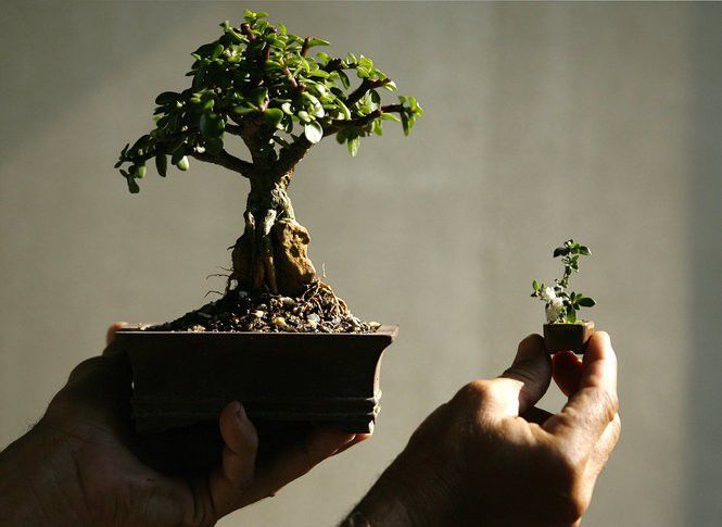 Get free trees at NOLA Tree Project giveaway: 12 gardening events not ...