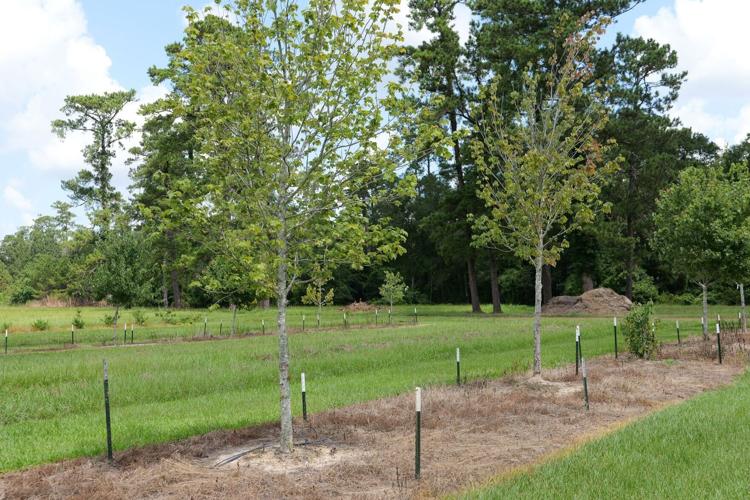 Here’s the right way to stake a new tree for support | Entertainment ...