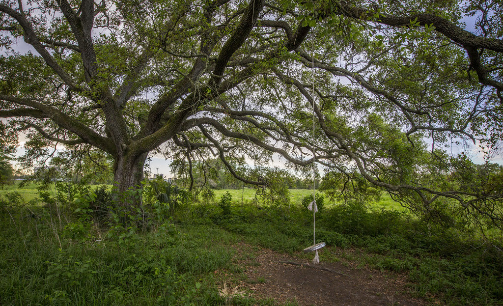 Here’s what to do with sprouts at the roots of an oak tree | Home ...