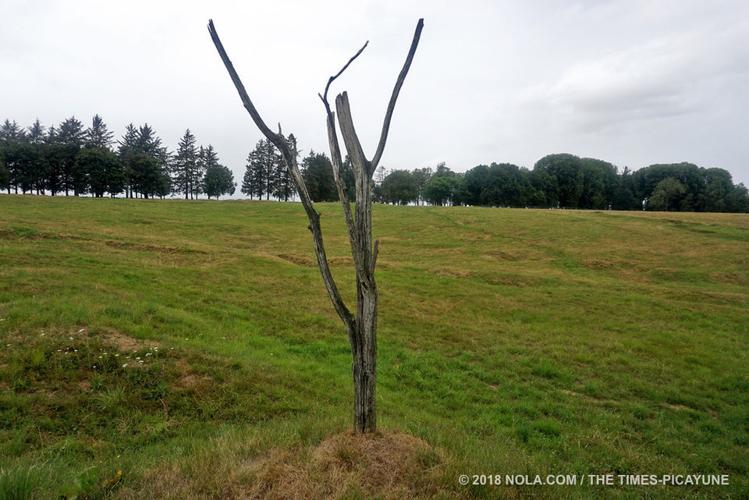 On This Spot: The Danger Tree at the WWI Battle of the Somme ...