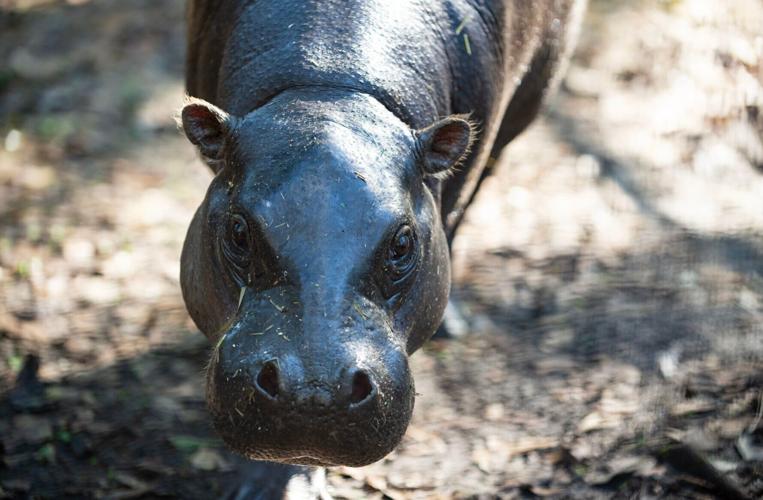 Pygmy hippos arrive at Zoosiana in Broussard, Louisiana | Entertainment ...