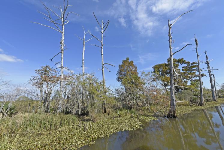 Conservationists urge action by Louisiana to restore, protect critical ...
