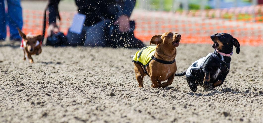 Photos: Wiener dog races at the Fair Grounds | Photos | nola.com