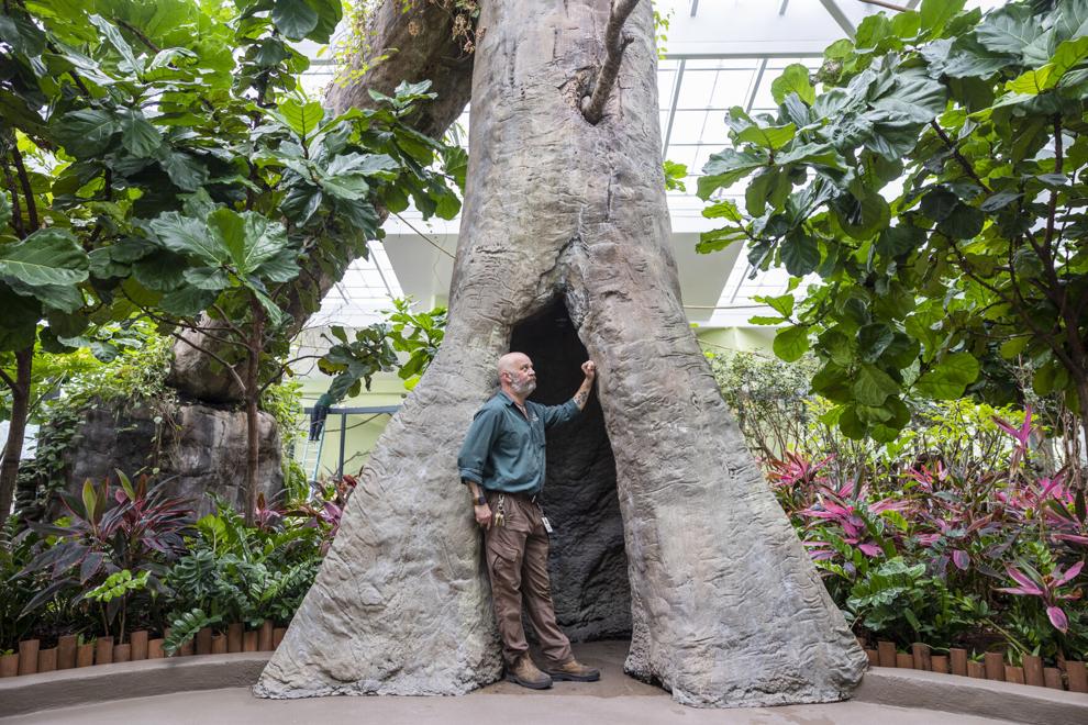 Audubon Zoo opening an immersive exhibit with 70 rare birds ...