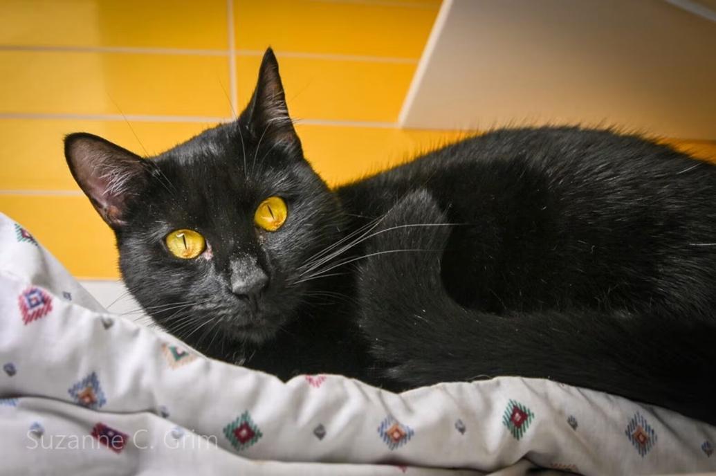 Meet Ezra! NOLA.com’s pet of the week. | Crescent City community news ...