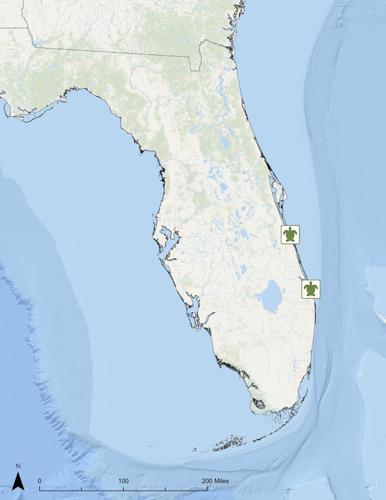 Gulf fish, sea turtle restoration work to get $210 million ...