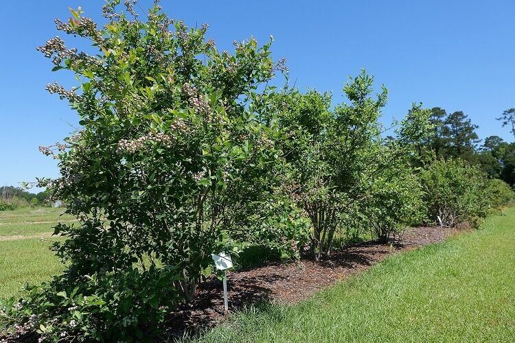 It's blueberry season in Louisiana and they're easy to grow ...