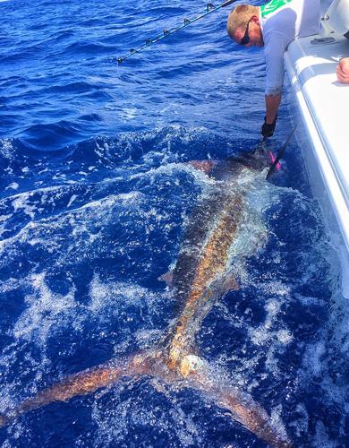 Big, bad yellowfin tuna close to Louisiana coast | Sports | nola.com