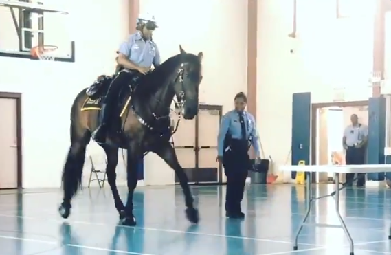 Yes, Ace the New Orleans police horse knows the 'Cupid Shuffle ...