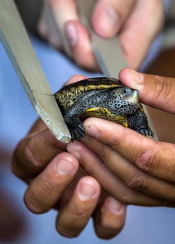 Shell game: researchers release 21 diamondback terrapins hatched from ...
